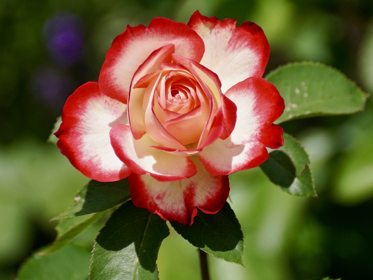 Psalm 19 - Stop and smell the roses - then love their creator - God ...